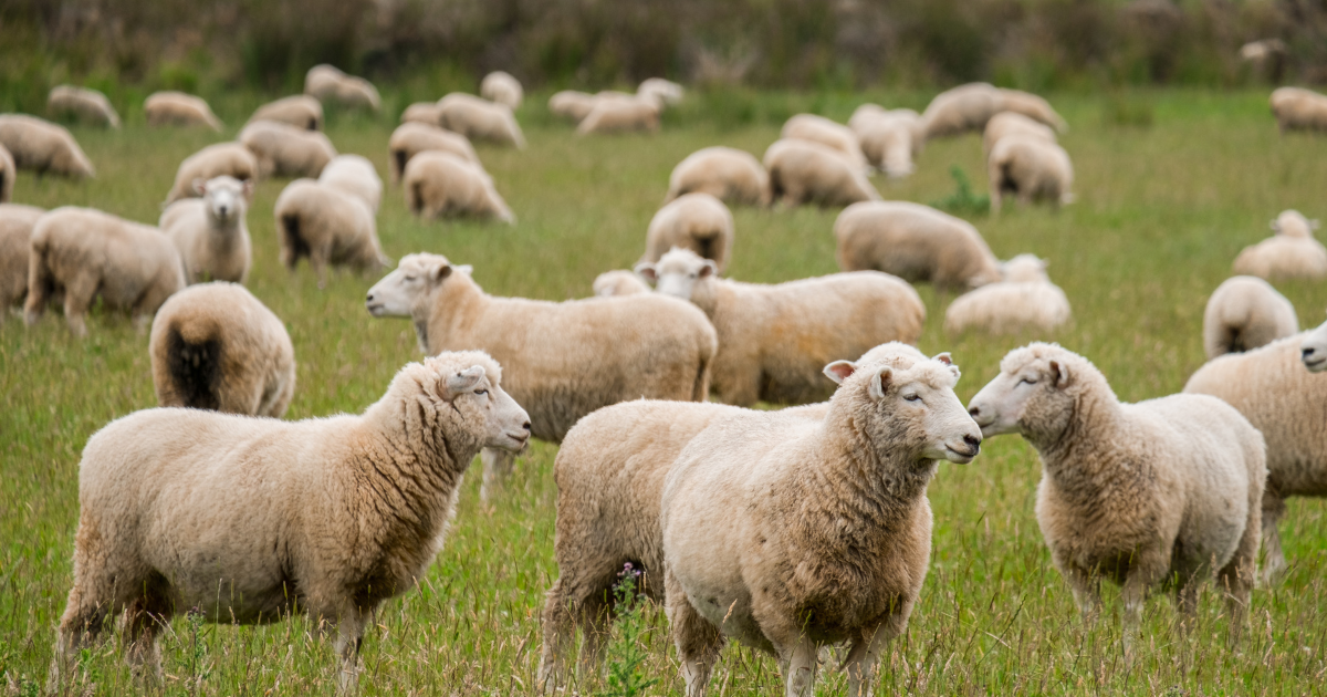 What is Pasture Management? Using Grazing & Conservation