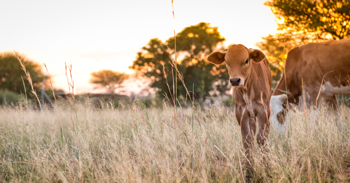 What is Pasture Management? Using Grazing & Conservation