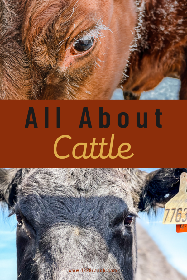What is a Head of Cattle & Other FAQ's for the Herd