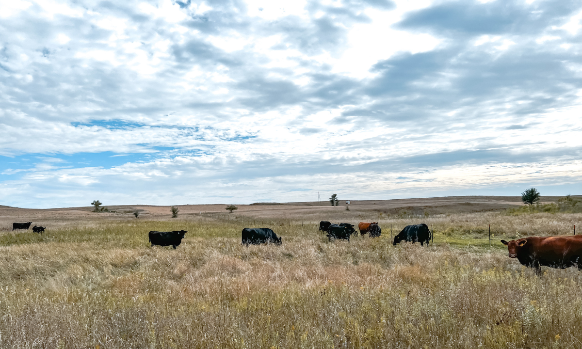 Pasture Raised Beef: What's the Difference?