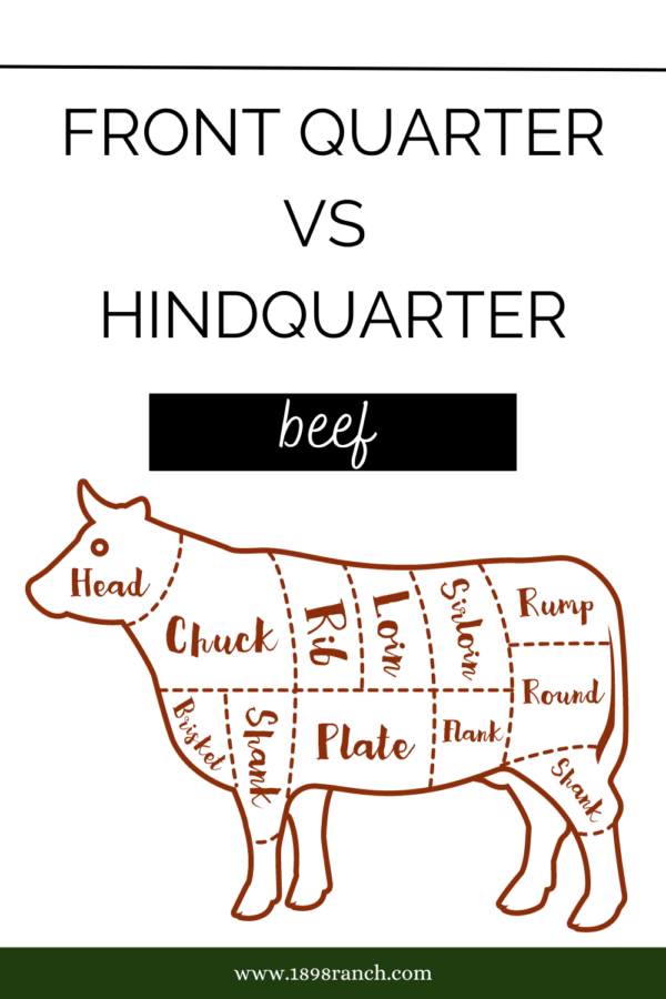 Beef Front Quarter vs Hindquarter: Your Guide to Buying Meat