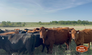 How Much Beef From a Cow: Unlocking the Mystery