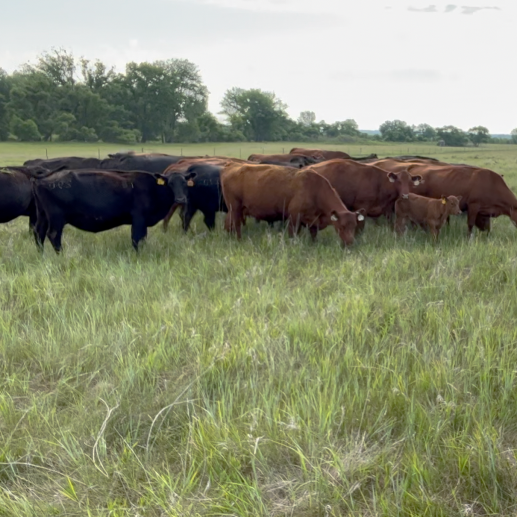 Beef Front Quarter vs Hindquarter: Your Guide to Buying Meat