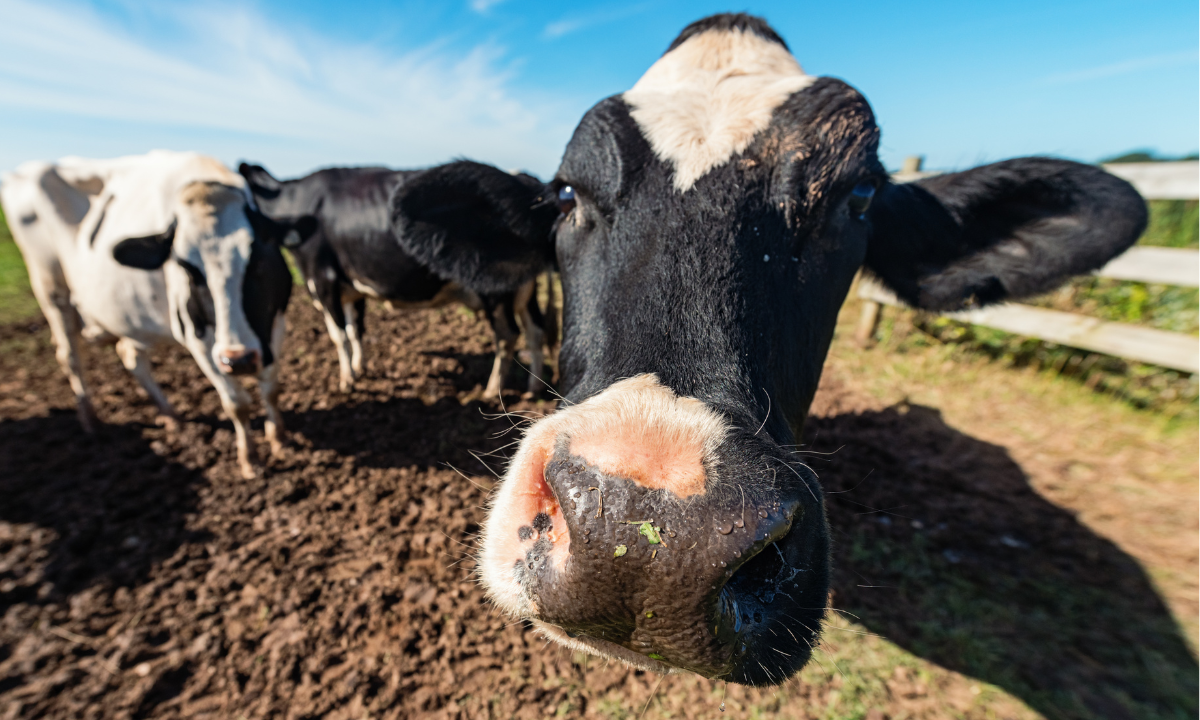 Dairy Cow vs Beef Cow: The Difference Between These Cattle