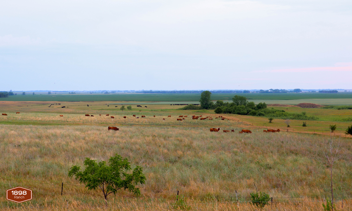 Pasture Raised Beef vs Grass Fed: Understanding the Meat